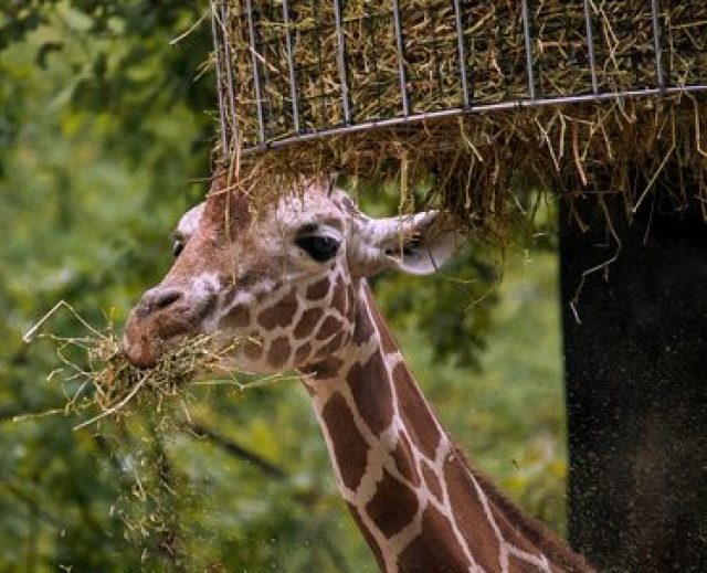 Donation To Our Zoo – Suraloka Interactive Zoo