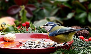 Breakfast With the Birds – Suraloka Interactive Zoo