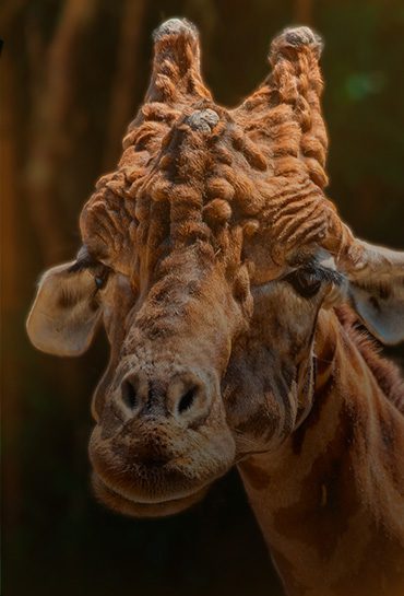 MEET RARE ANIMALS – Suraloka Interactive Zoo
