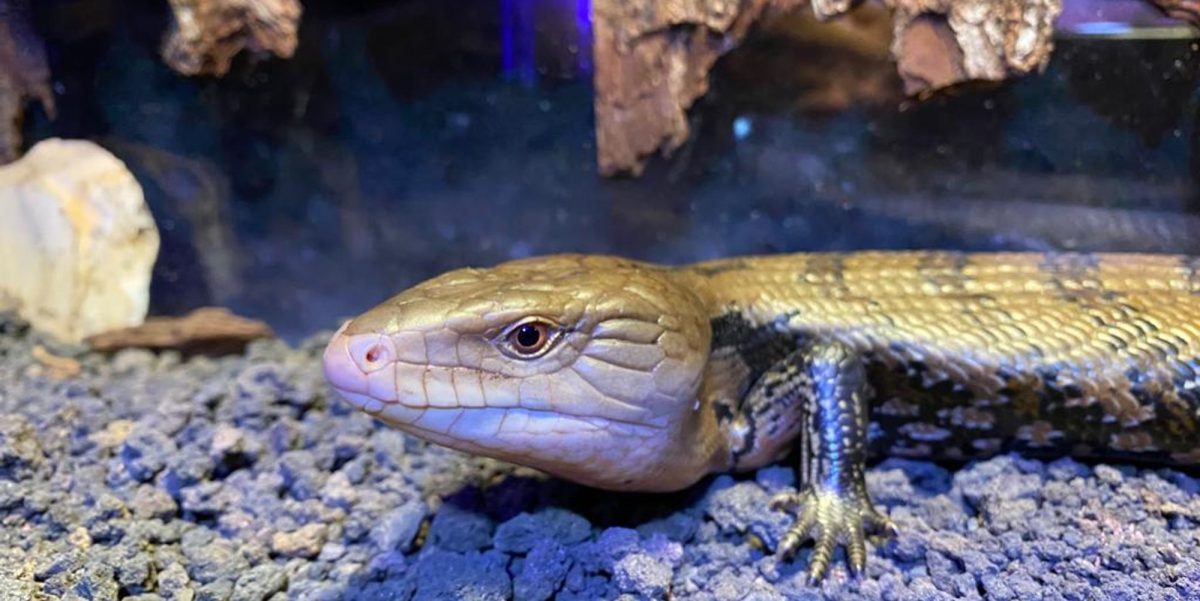 Reptil – Suraloka Interactive Zoo