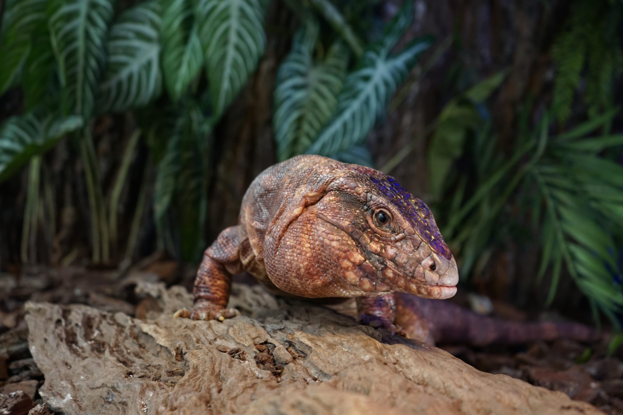 Red Tegue – Suraloka Interactive Zoo