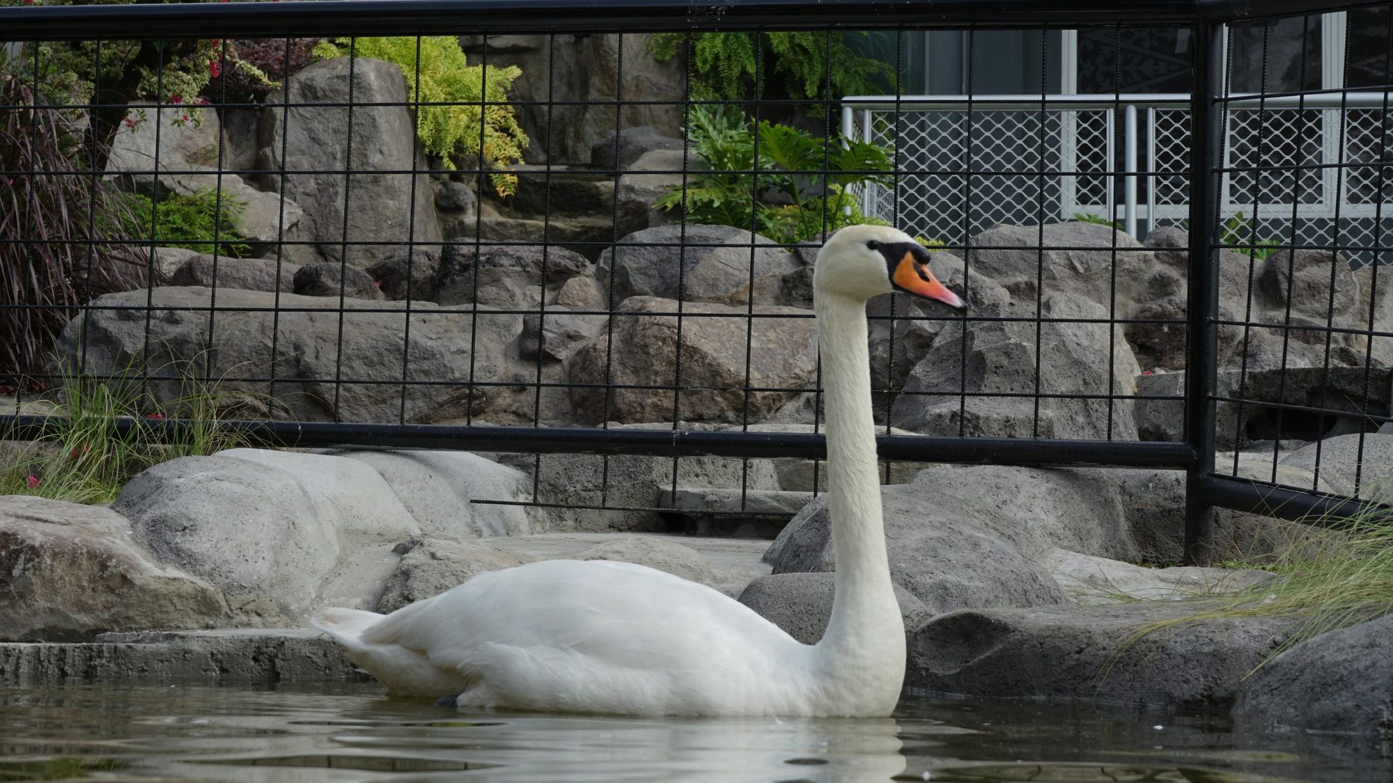 Mute Swan – Suraloka Interactive Zoo