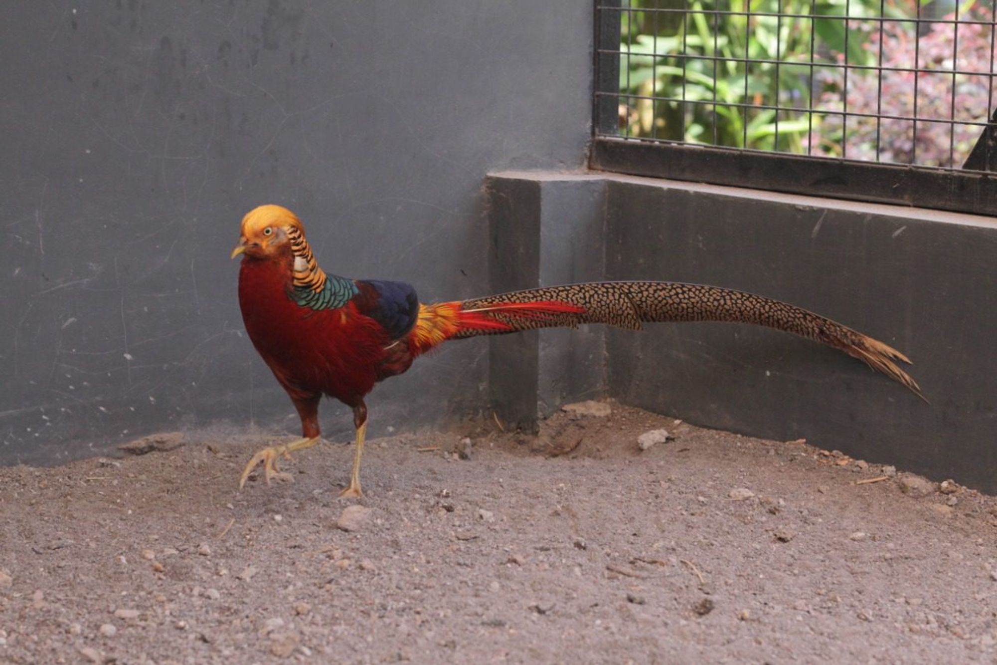 Red Golden Pheasant – Suraloka Interactive Zoo